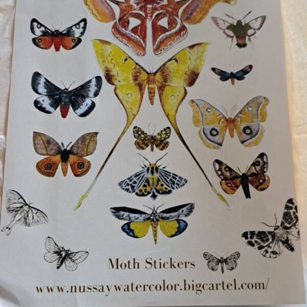 Insect Print of Dragonfly Watercolor Illustration, Insect Taxidermy ...