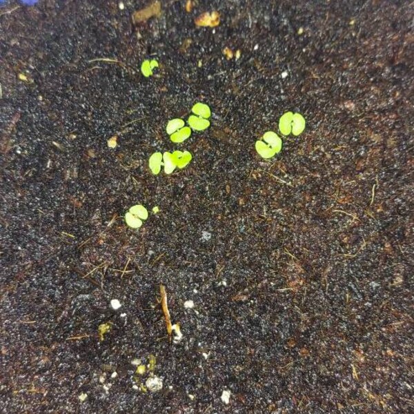 Hollyhock Indian Spring Mix Seeds Heirloom USA NJ Grower See My Store ...