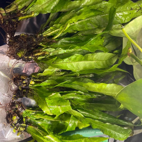 BUY2GET1FREE Java Moss, Bogor Moss Aquarium Plant | Easy Aquarium Plant ...