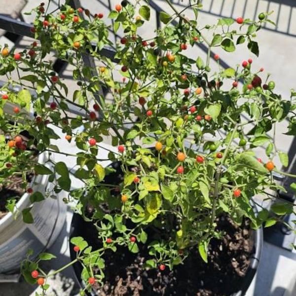 Carabao Philippine Mango Seedling Live Plant - Etsy