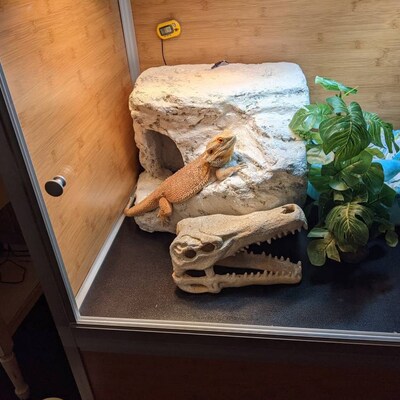 Custom Large Reptile Bearded Dragon Basking Platform, MADE TO ORDER ...