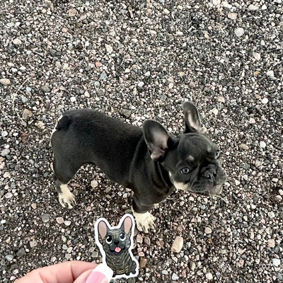 French Bulldog Sticker Frenchie Chibi Puppy Dog Vinyl - Etsy