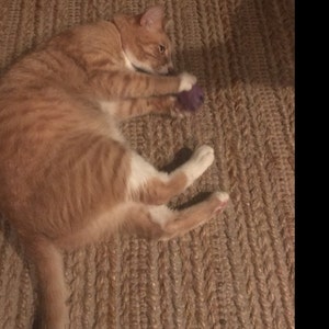 Three Candy-coated Popcorn Cat Toys Filled With Organic Catnip - Etsy