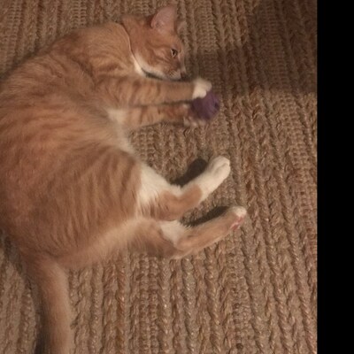 Three Candy-coated Popcorn Cat Toys Filled With Organic Catnip - Etsy