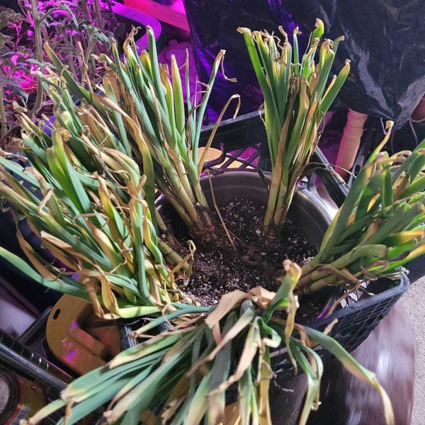 Garlic Dibbler Wheel - Etsy