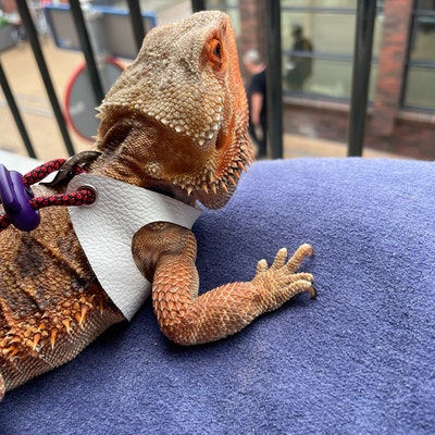 Bearded Dragon Hat Lizard Costume Reptile Hat Crochet - Etsy
