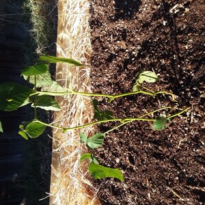 1 Dwarf Fig Little Ruby™. Zones 7-11. Perfect as Potted Plant. - Etsy