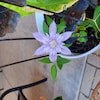 Clematis Flowering Vine Princess Anna - Etsy
