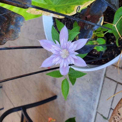 Clematis White Pixie Dust Sweet Autumn Blooming Fragrant - Etsy