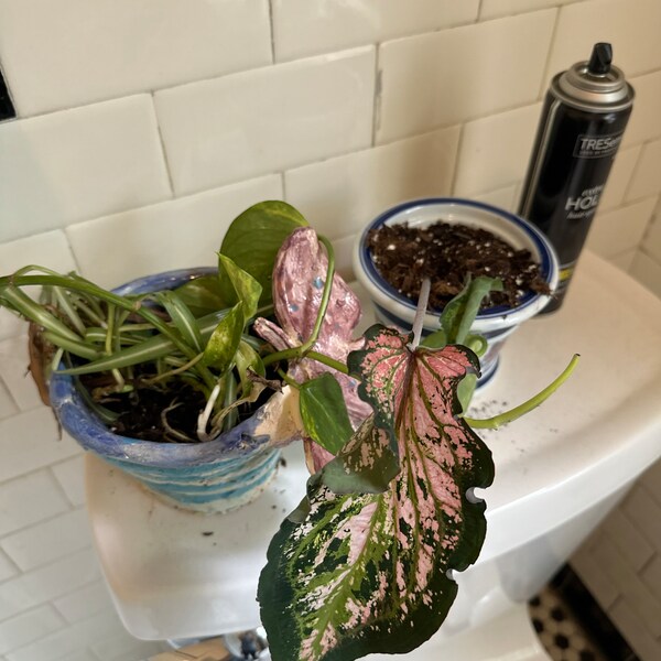 Pink Princess Symphony Caladium Live Bulb, Starter Plant for Spring ...