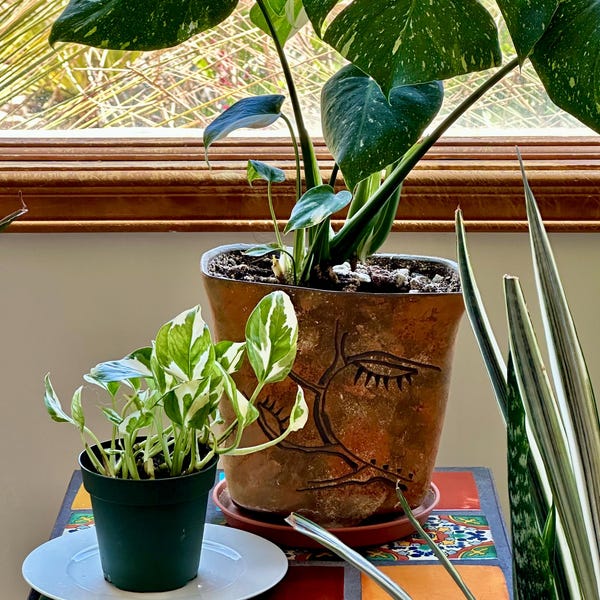 Variegated Maranta Prayer Plants, Beauty Kim Variegated, High ...