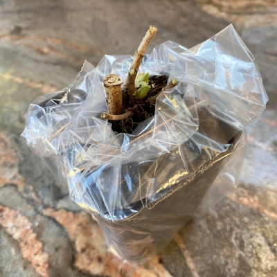 Hydrangea 'dancing Angels-sweet Fantasy' Starter Plant Approx 5-7 Inch ...