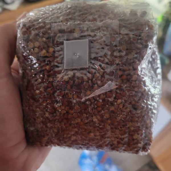 Master's Mix 4lbs, Culinary Mushroom Substrate, Hydrated and Sterilized ...