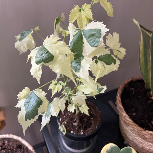 Variegated Flowering Maple (abutilon Savitzii, Potted Plant, Ships ...