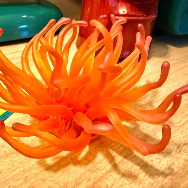 Arrowhead Sand Dollar Shell Extra Large Encope Michelini (1 Shell ...