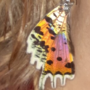 Real Butterfly Wing Necklace / Pendant WHOLE Papilio Phorcas - Etsy