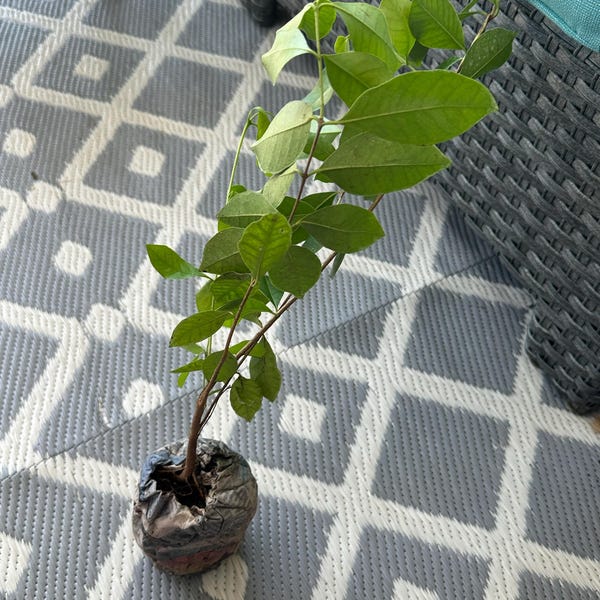 Bruce Canistel Seedling Egg Fruit Pouteria Campechiana Zapote Amarillo ...