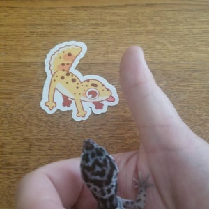 Pet Reptile Stickers full Set of 12 Matte-laminated Stickers for ...