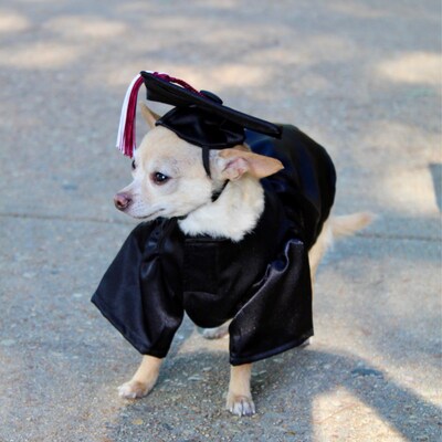 Kentucky Derby Dog Dress Kentucky Derby Dog Outfit Girl Dog - Etsy