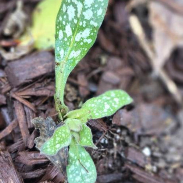 Mini Mighty Mouse Perennial Hosta. Super Cute. Starter Perennial Loves ...