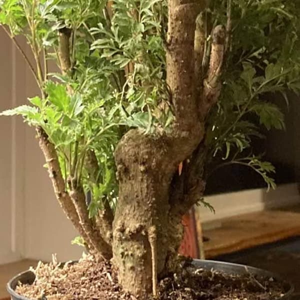 Mican Philodendron Velvet Leaf Philo Indoor & Outdoor Live Tropical ...