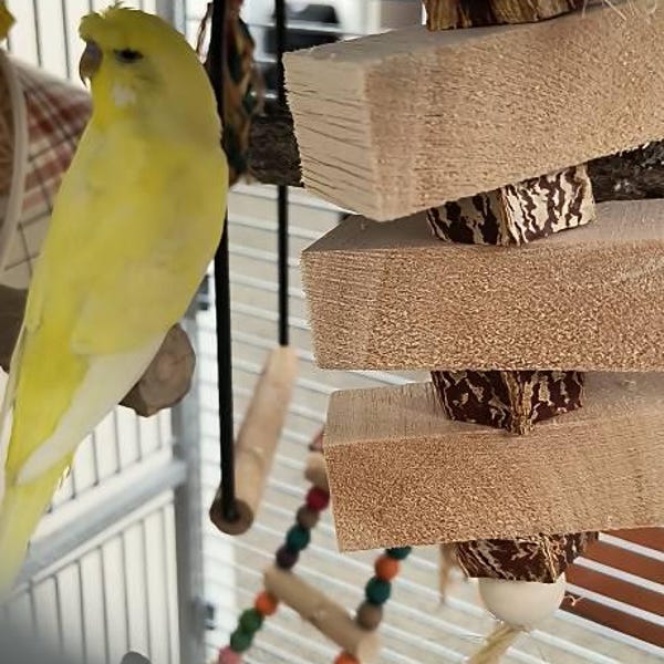 DON’T Let the Bird Out Sticker Decal & Static Cling Set - Etsy