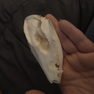 Sylvilagus Floridanus / Rabbit Atlas Vertebrate Butterfly Bone - Etsy