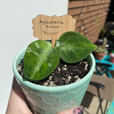 Aglaonema Pictum Tricolor Starter Plant ALL STARTER PLANTS Require You to Purchase 2 Plants - Etsy