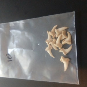 Tooth Fairy Collection 24 Species Tooth Assortment - Etsy