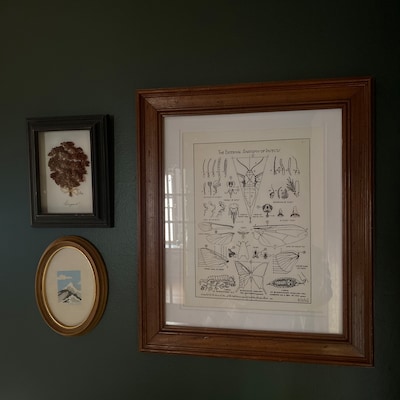 White Oak Tree quercus Alba TR-11 Fine Art Print of a Vintage Natural ...