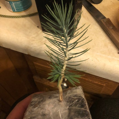 Treesagain Potted Pinyon Pine Tree Pinus Edulis 3 to 5 Inches - Etsy