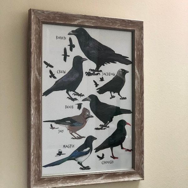 British Corvids Poster | Painting / Wall Art / Nature Print / Bird ...