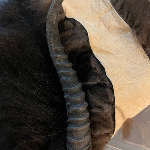 5 Real Bone Water Buffalo Teeth Taxidermy Genuine Tooth Bones - Etsy