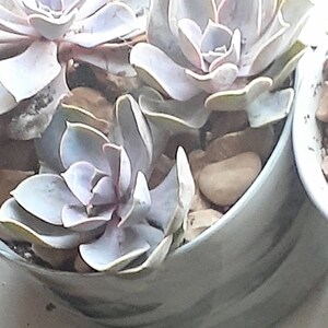 Imported Living Stone Lithops Succulent Plant - Etsy