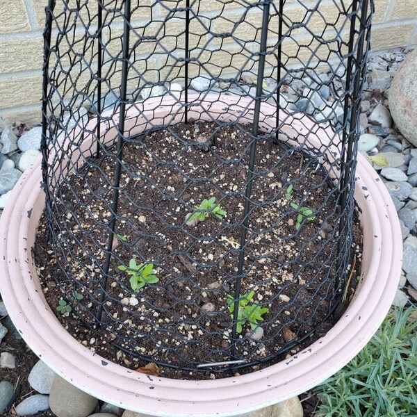 Milkweed Seed Clay Break Away Snails - 10 Sections. 10+ Seeds per ...