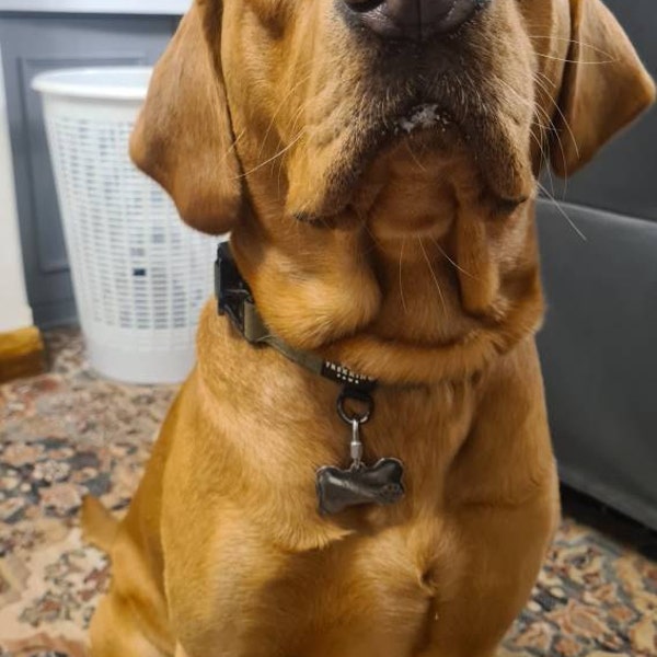 Cute Dog Tag Personalized for Dog, Custom Bone Dog Tags, Dog Name Tags ...