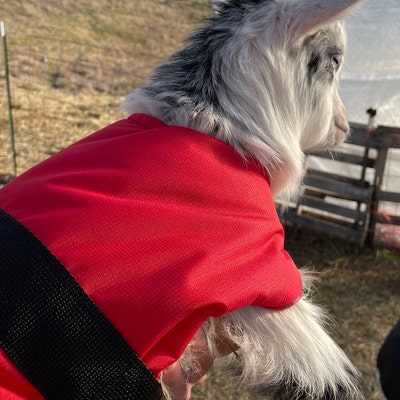 Insulated KID Goat Coat 14 Topline Perfect for NEWBORNS - Etsy