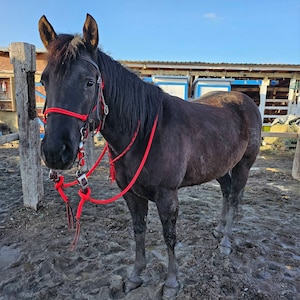 Yacht Rope Sport Mecate Reins W Poppers Use With Slobber Straps Snaffle ...