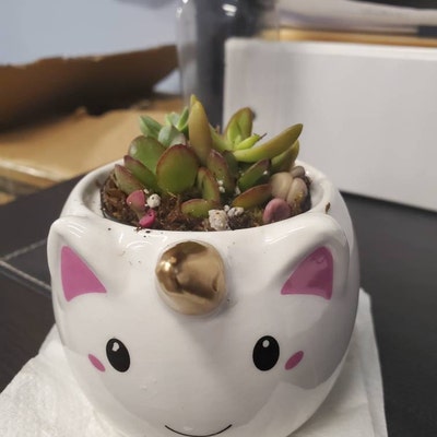 Fairy Farts Live Micro Succulent Garden in 2 Inch Pot - Etsy