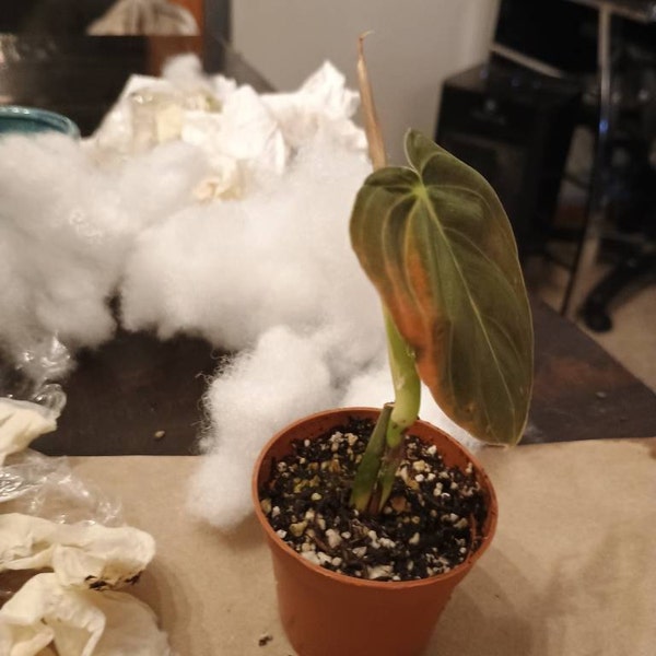 Cereus Forbesii Spiralis Twisted Cactus 4 Plant Pot - Etsy