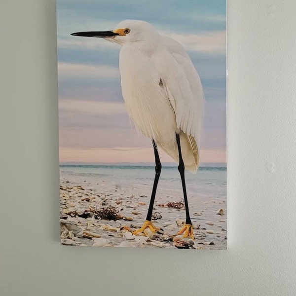 Seashell Photography, Shell Photo, Beach Decor, Fine Art Print, Coastal ...