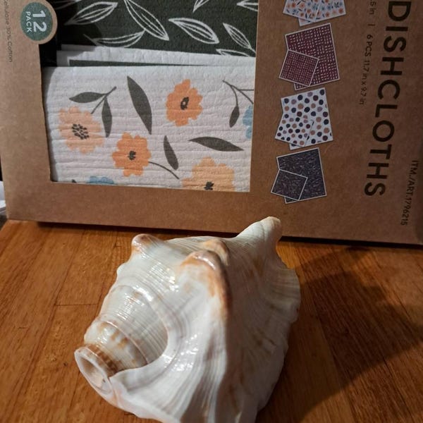 Arrowhead Sand Dollar Shell Extra Large Encope Michelini (1 Shell ...