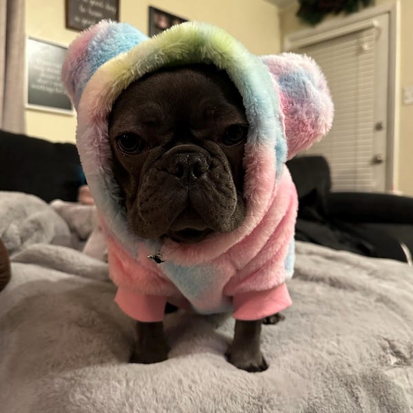 Frenchiestore Organic Dog Frenchie Ear Hoodie | Care Bear - Etsy