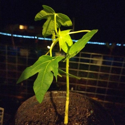 Tromboncino Rampicante Huge Italian Heirloom Zucchini Squash Vegetable ...