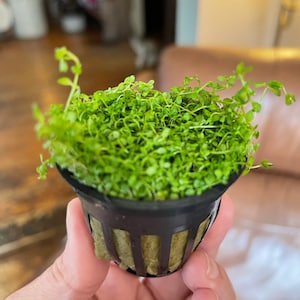 Dwarf Baby Tears Pot hemianthus Callitrichoides BUY3GET1FREE - Etsy