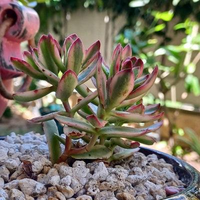 Aeonium Merlot Rare New Limited Aeonium Hybrid Succulents - Etsy