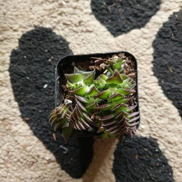 RARE | Crassula Tabularis Pagoda Village - Succulent Plant 2" Pot - Etsy