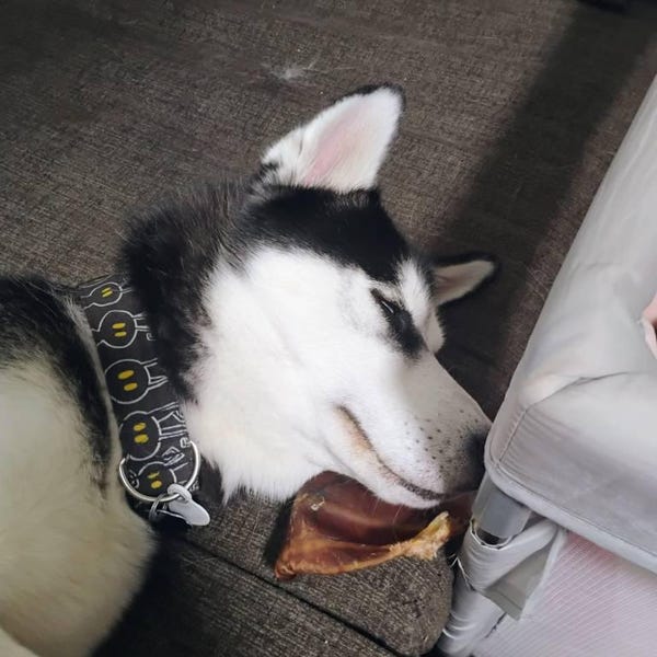 Bat Dog/cat Collar Steampunk Halloween Dog/cat Collar, Goth Green Geek ...