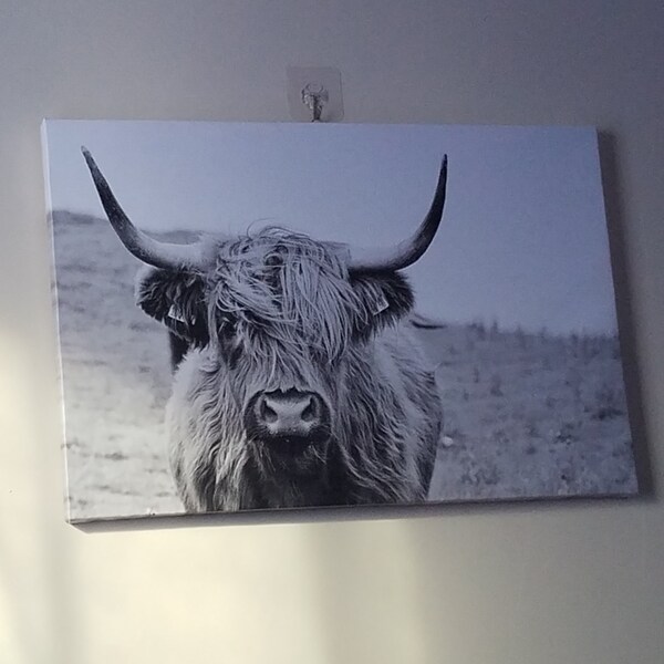 Bull Poster Longhorn Bull Buffalo Poster Cow Poster Bull Canvas Print ...