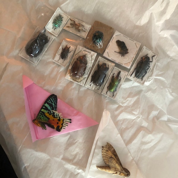 Assorted Bugs Insects Specimen Wholesale Mix Lot Bulk - Etsy UK